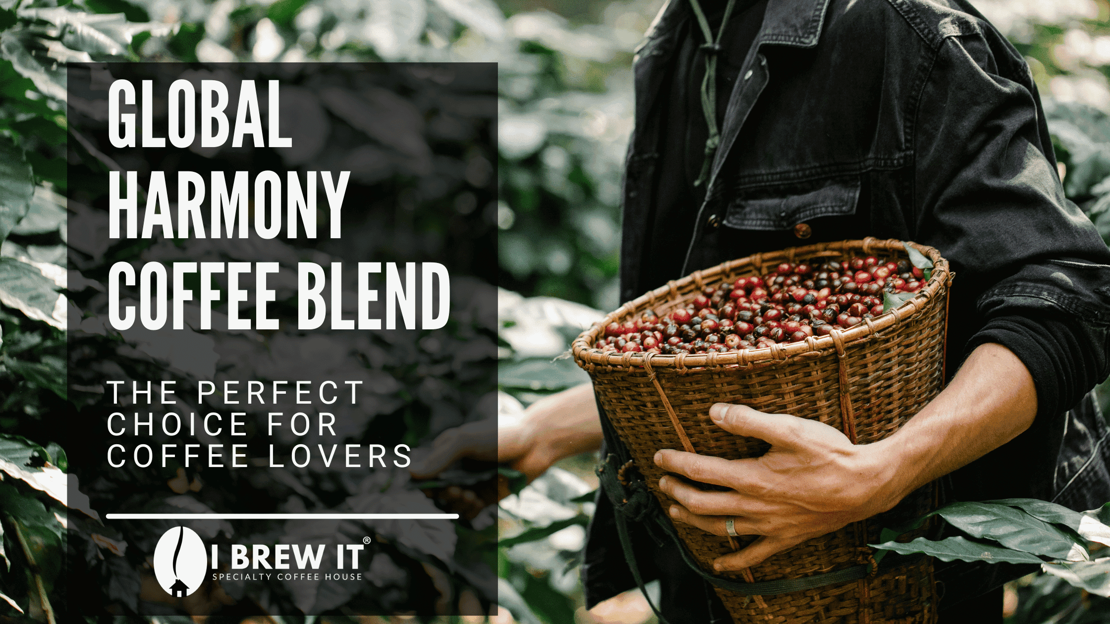 Discover the Global Harmony Coffee Blend - Special Kilo Bundle Offer – I BREW IT